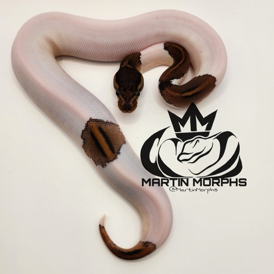 Black Pastel Yellow Belly Piebald 66% Het. Hypo Ball Python by Martin Morphs