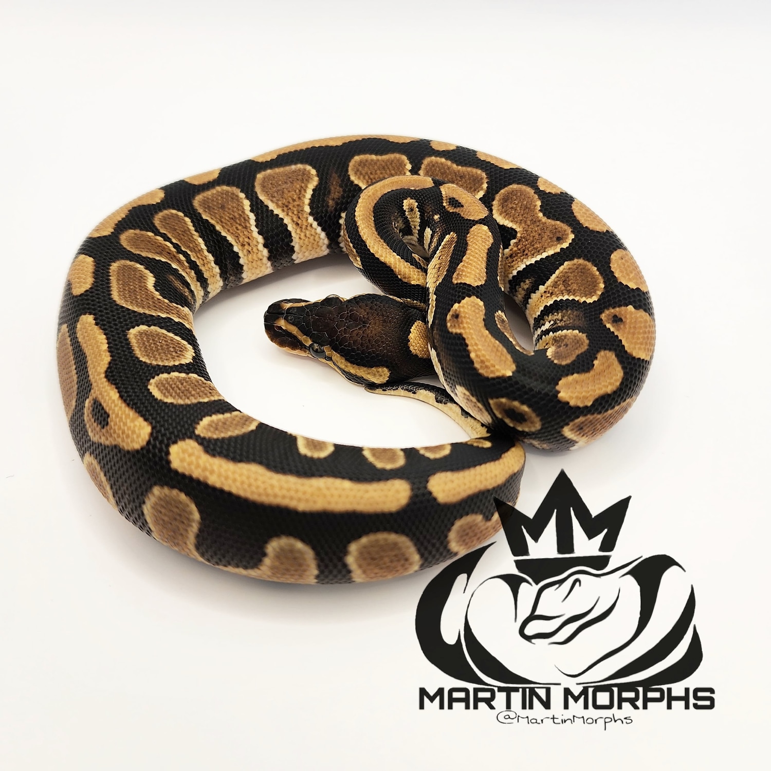 Classic 66% Het. Lavender Albino 50% DH Clown / Piebald Ball Python by ...