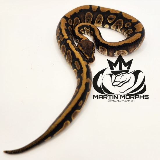 Cinder Blade 66% Het. Clown Ball Python by Martin Morphs