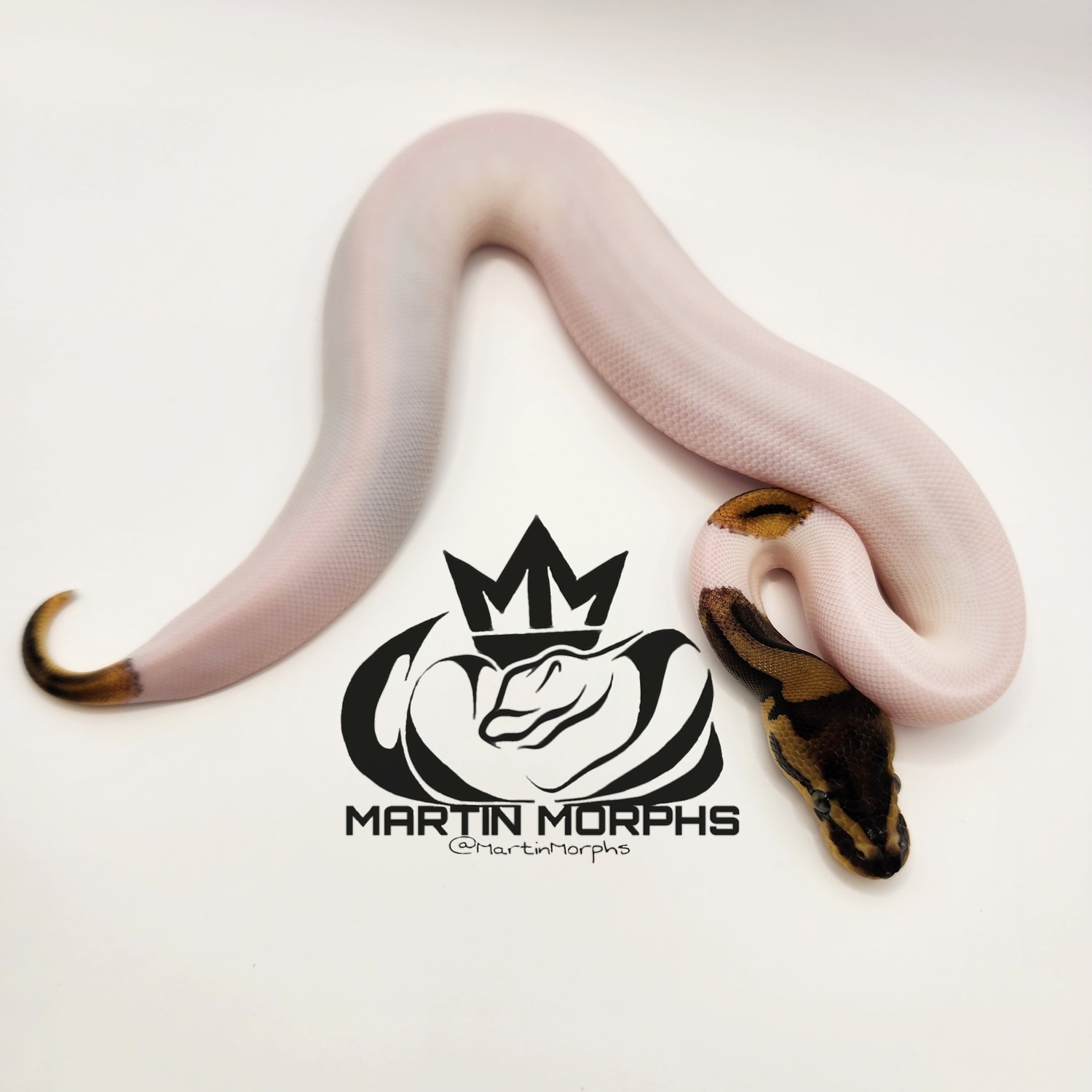 Piebald Leopard 100% VPI Axanthic Ball Python by Martin Morphs - MorphMarket