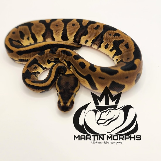 Leopard 100% Het. VPI Axanthic 100% Piebald Ball Python by Martin Morphs