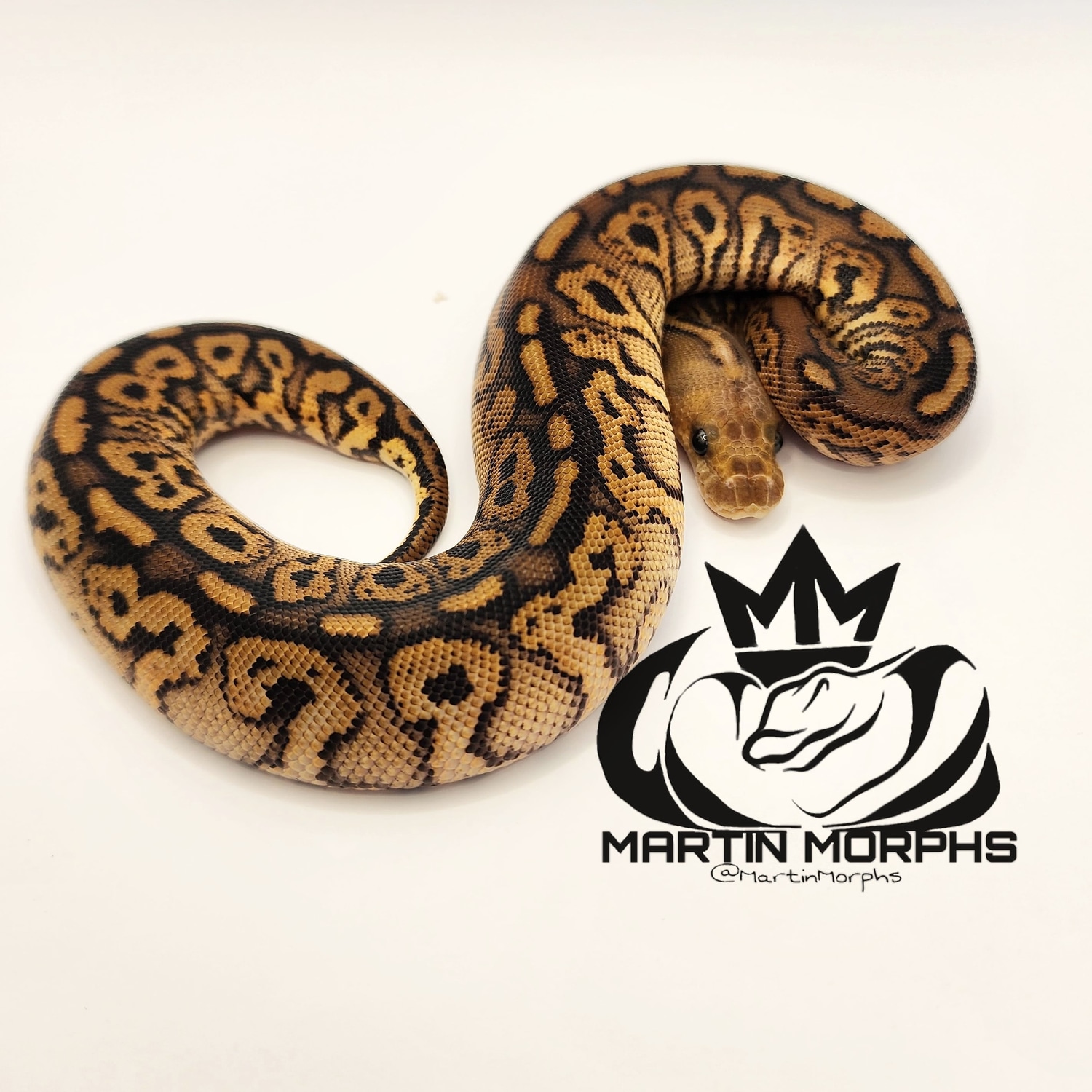 Black Pastel Spotnose Red Stripe Clown Ball Python by Martin Morphs ...
