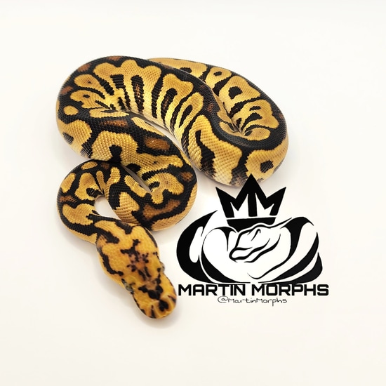 Red Stripe Spotnose Clown Ball Python by Martin Morphs