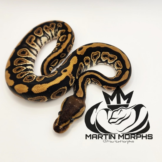 Black Pastel Red Stripe 100% Het. Clown Ball Python by Martin Morphs