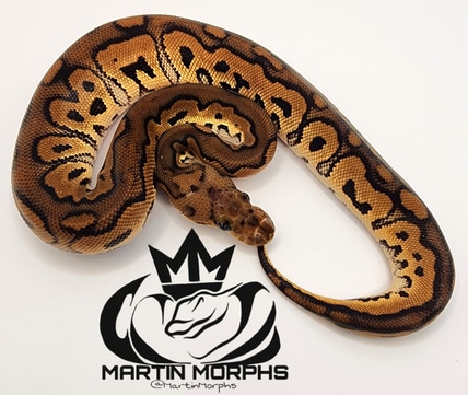 Black Pastel Spotnose Red Stripe Clown Ball Python by Martin Morphs ...