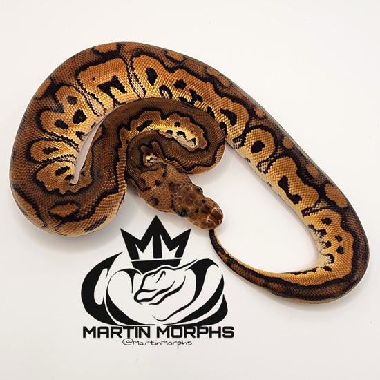 Black Pastel Orange Dream Clown 66% Het. Hypo Ball Python by Martin Morphs