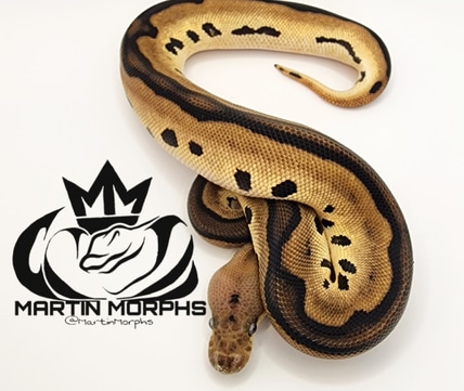 Black Pastel Spotnose Red Stripe Clown Ball Python by Martin Morphs ...
