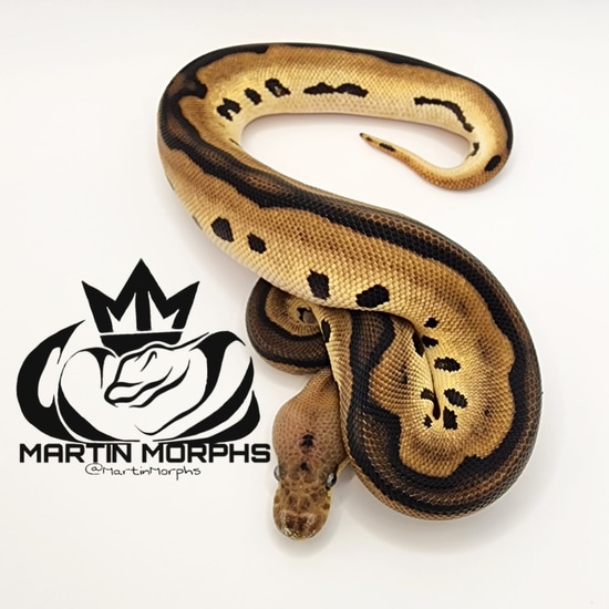 Black Pastel Orange Dream Leopard Clown 50% Het. Piebald Ball Python by ...