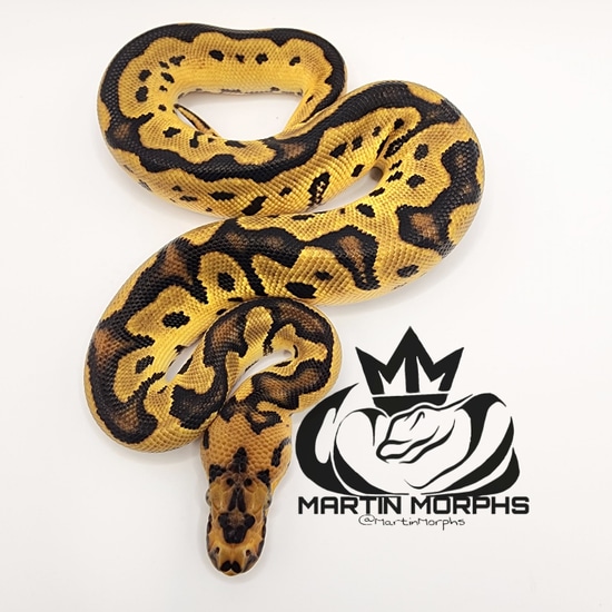 High Intensity Orange Dream Fire Clown 50% Het. Piebald Ball Python by ...