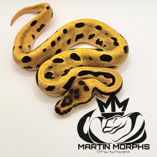 High Intensity Orange Dream Fire Super Leopard 100% Het. Clown 66% Het ...