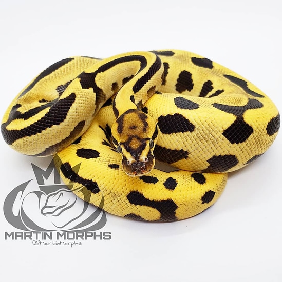 High Intensity Orange Dream Fire Leopard 100% DH Clown / Piebald Ball Python by Martin Morphs
