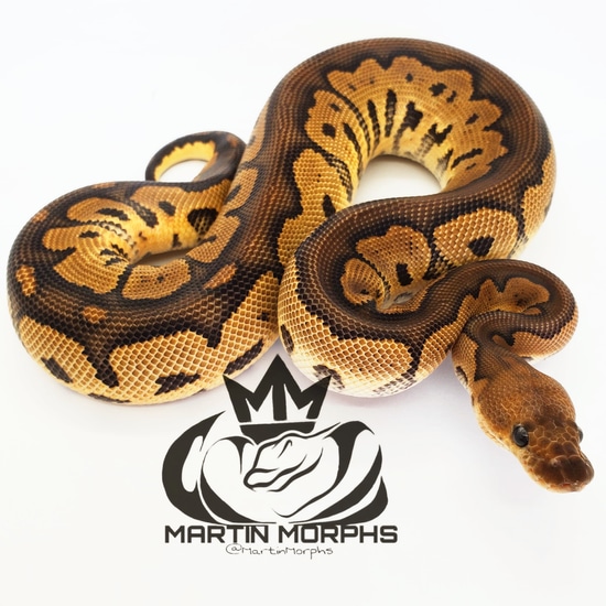 Black Pastel Red Stripe Clown Ball Python by Martin Morphs
