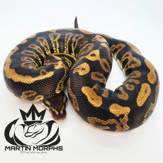 Black Pastel Confusion Clown 100% Het. Clown Ball Python by Martin Morphs
