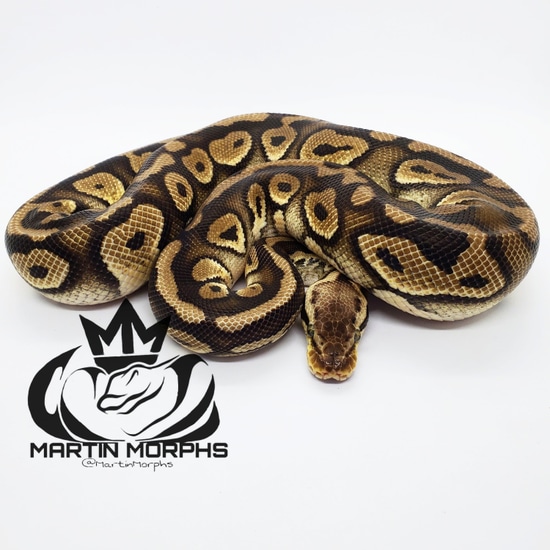 Cinder Pastel 100% Het. Clown Ball Python by Martin Morphs
