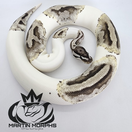 VPI Axanthic Orange Dream Fire Piebald Ball Python by Martin Morphs