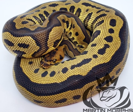 Black Pastel Spotnose Red Stripe Clown Ball Python by Martin Morphs ...