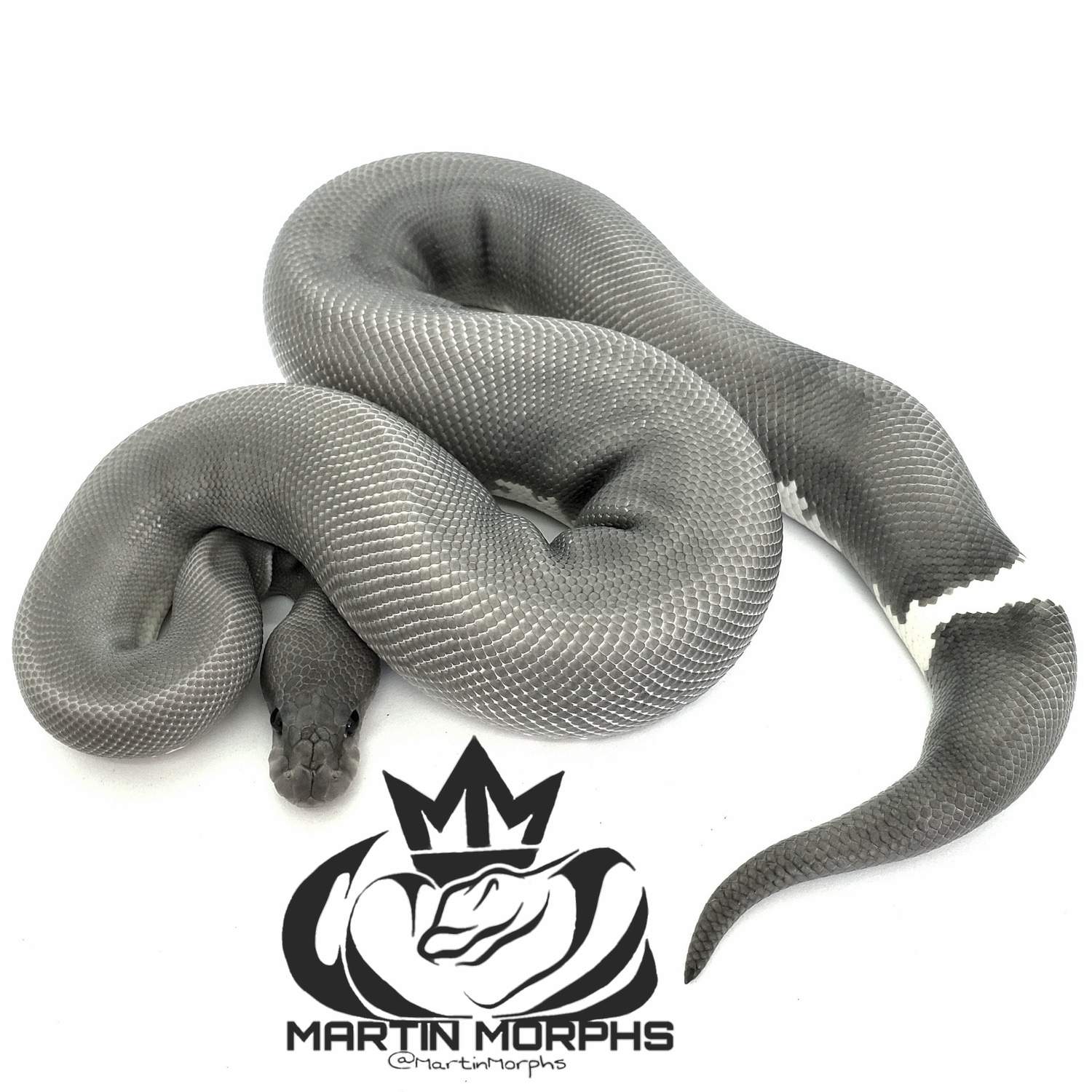 Barnhart Super Black Pastel Hypo 50% Piebald Ball Python by Martin ...