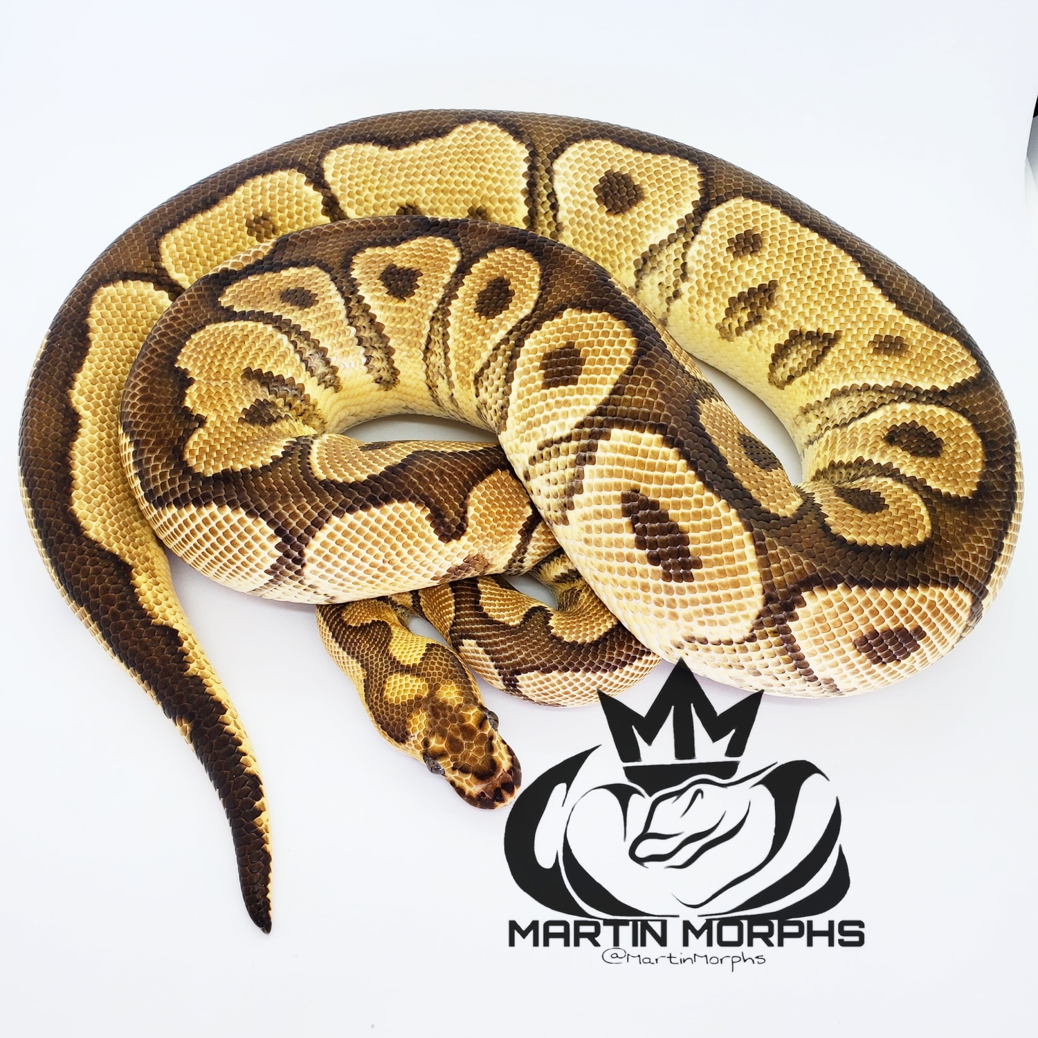 Yellow Belly Clown Ball Python by Martin Morphs - MorphMarket