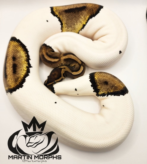Piebald 100% DH Clown/ Albino Ball Python by Martin Morphs
