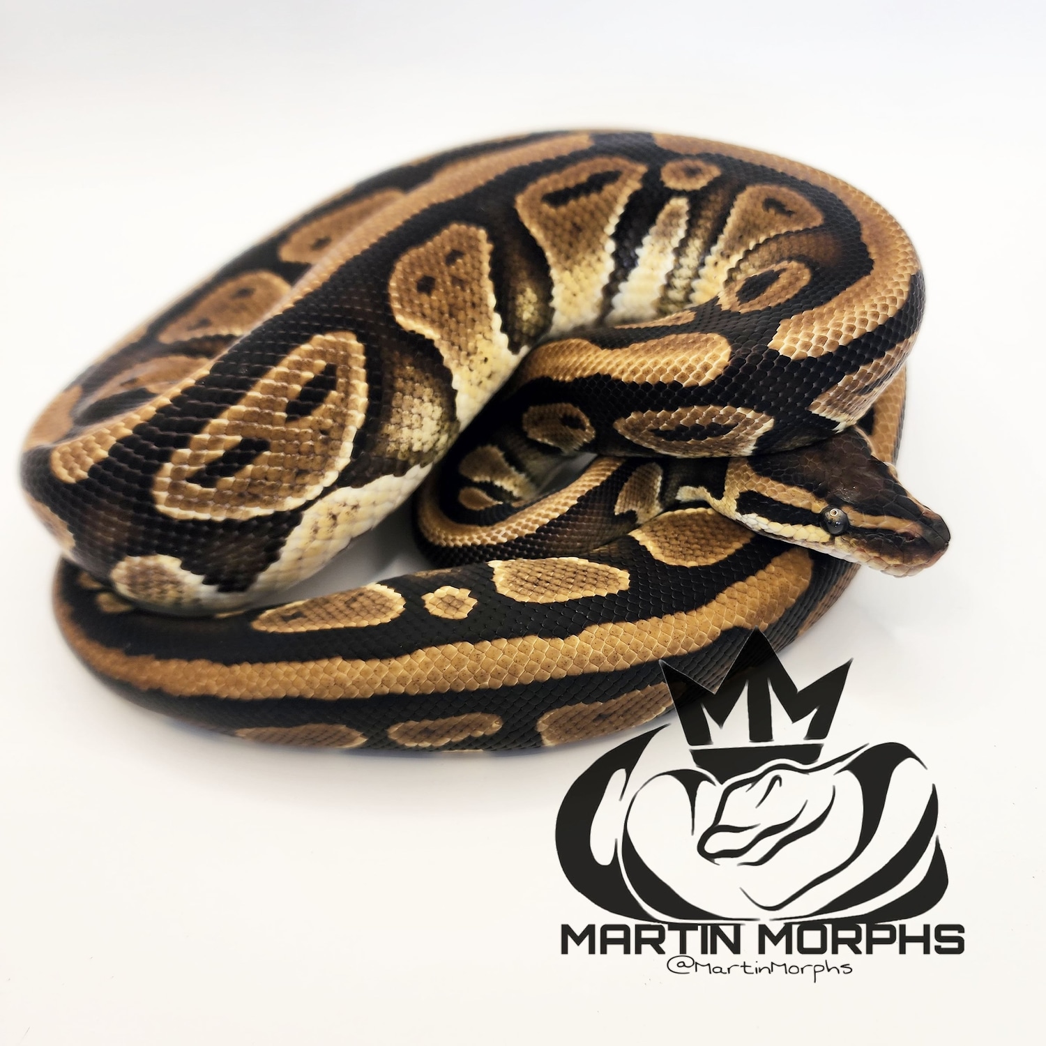 Classic 100% DH Lavender Albino / Clown 66% Piebald Ball Python by ...