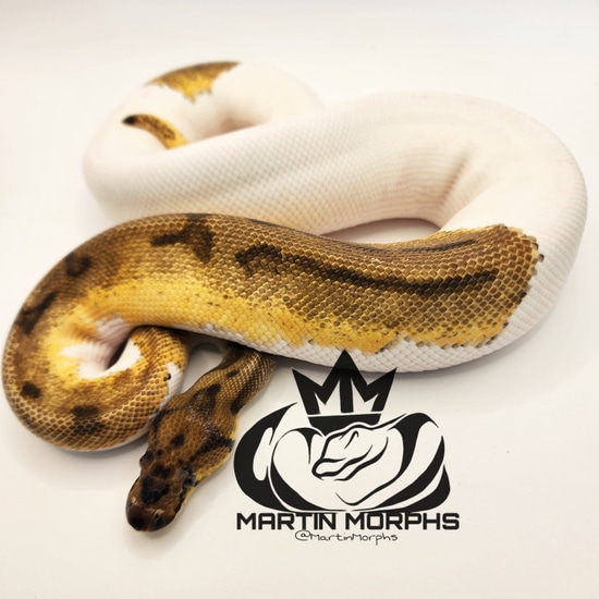 Orange Dream Clown Piebald Ball Python by Martin Morphs