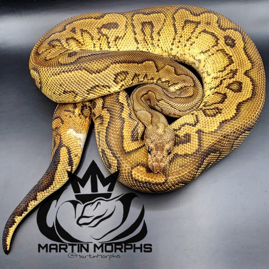 Black Pastel Yellow Belly Red Stripe Clown (Ringer) Ball Python by ...