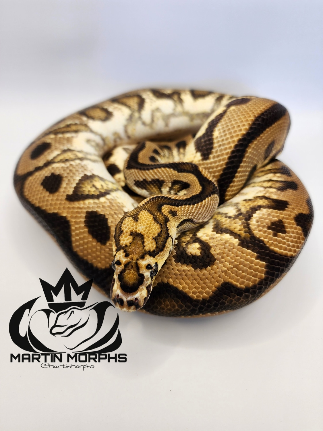 Spotnose Red Stripe Clown 100% Het. Piebald Ball Python by Martin ...