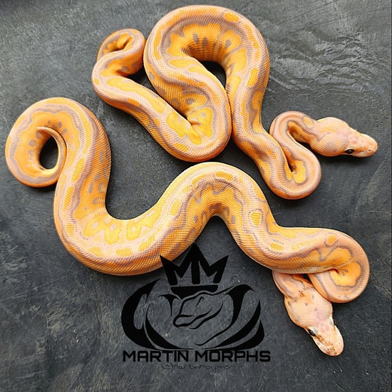 Banana Black Pastel Red Stripe Clown Ball Python by Martin Morphs