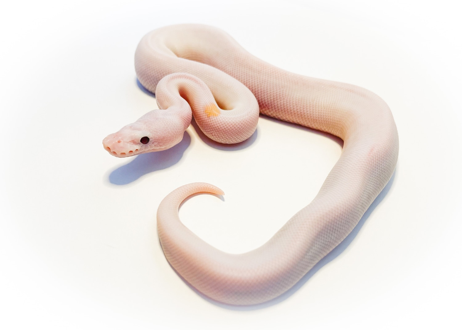Banana Lesser Piebald Ball Python by CM Ballz, LLC - MorphMarket