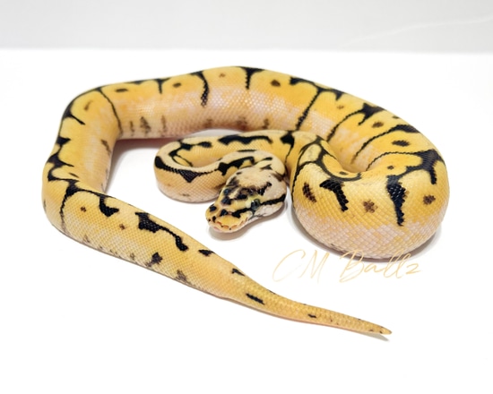 Pastel Yellow Belly Spider 100% Het Axanthic (TSK) Ball Python by CM Ballz, LLC