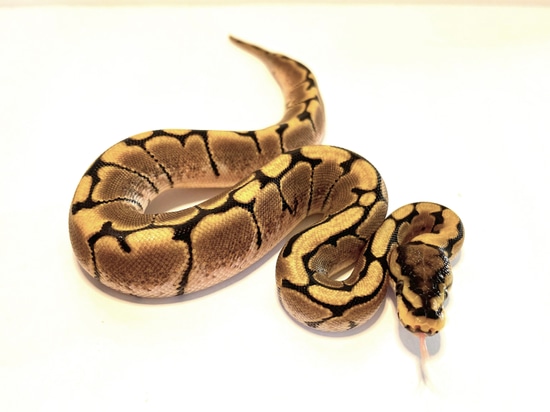 Yellow Belly Spider 100% Het Axanthic (TSK) Ball Python by CM Ballz, LLC