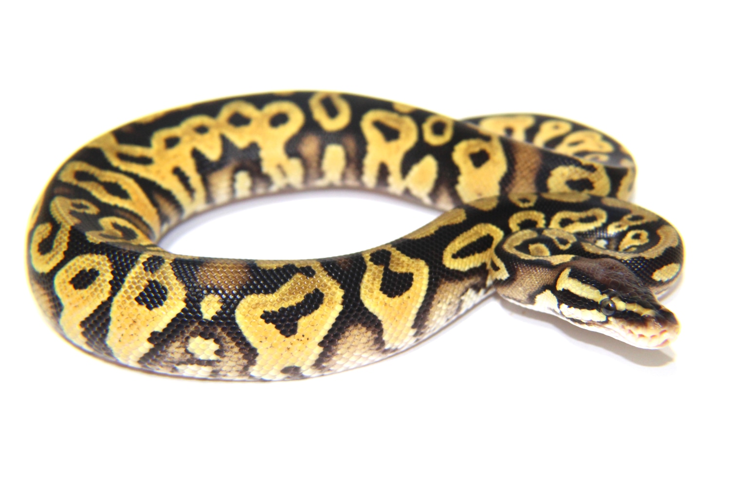 Pastel Yellow Belly 100% Het Axanthic (TSK) Ball Python by CM Ballz ...