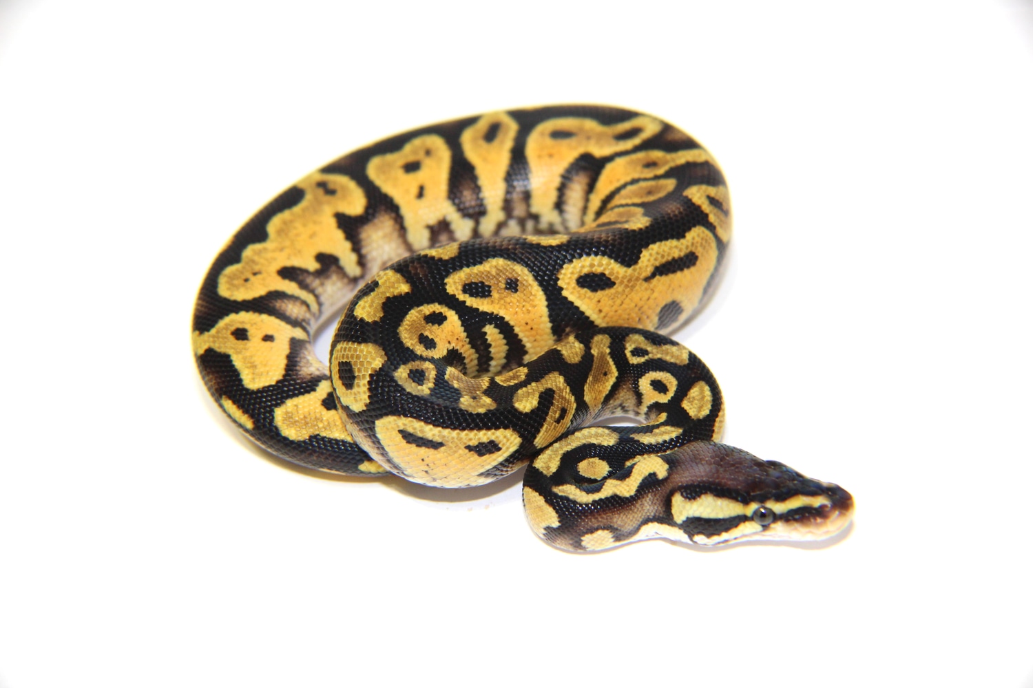 Pastel Yellow Belly 100% Het Axanthic (TSK) Ball Python by CM Ballz ...