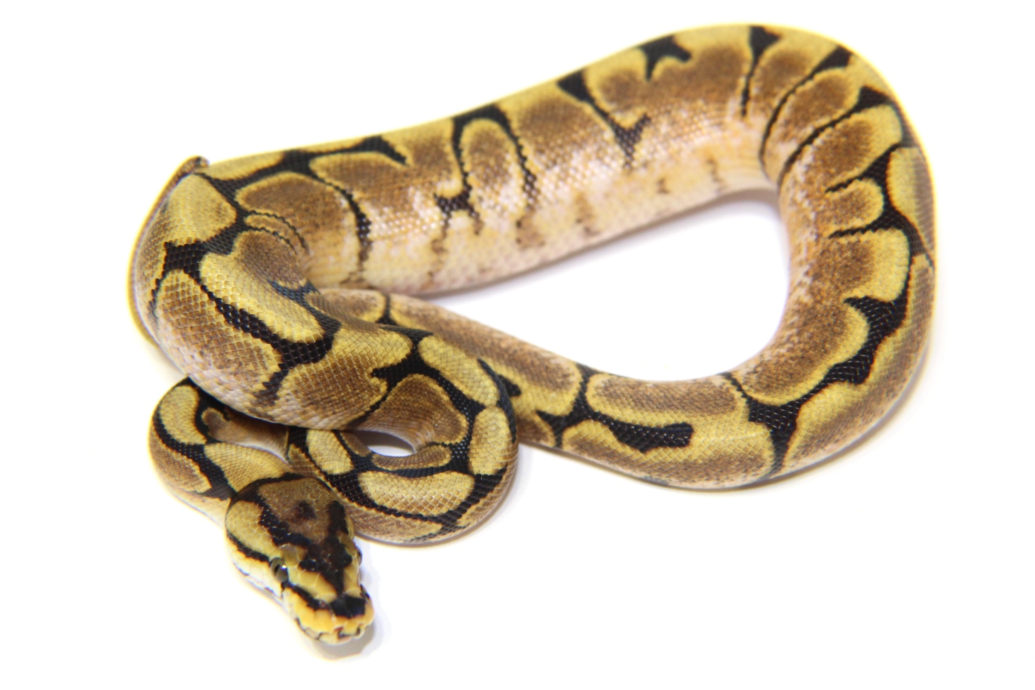 Yellow Belly Spider 100% Het Axanthic (TSK) Ball Python by CM Ballz ...