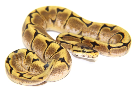 Yellow Belly Spider 100% Het Axanthic (TSK) Ball Python by CM Ballz, LLC