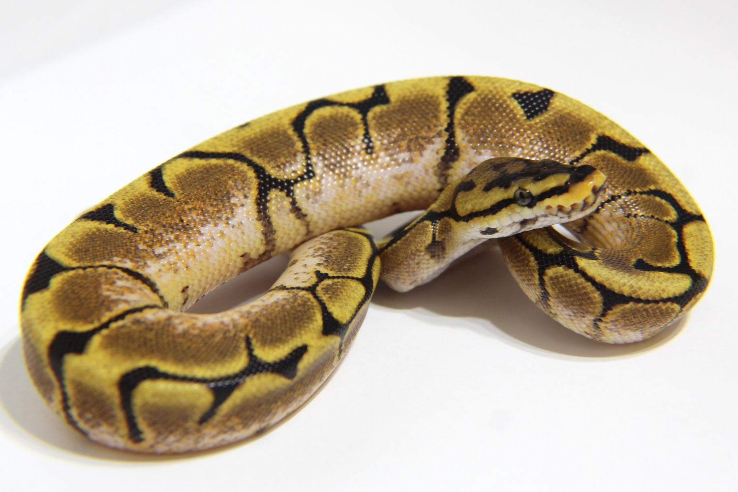 Yellow Belly Spider 100% Het Axanthic (TSK) Ball Python by CM Ballz ...