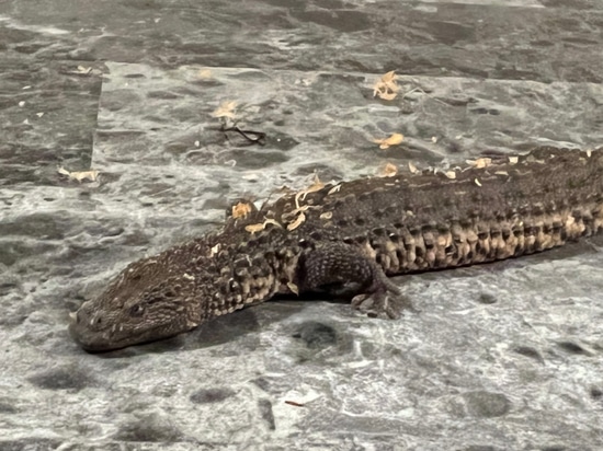 Cb Borneo Earless Monitors (Lanthonatus Borneensis) Other Monitor by ...