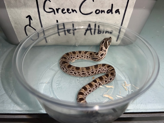 Green Conda Het Albino Western Hognose by CMB Reptiles