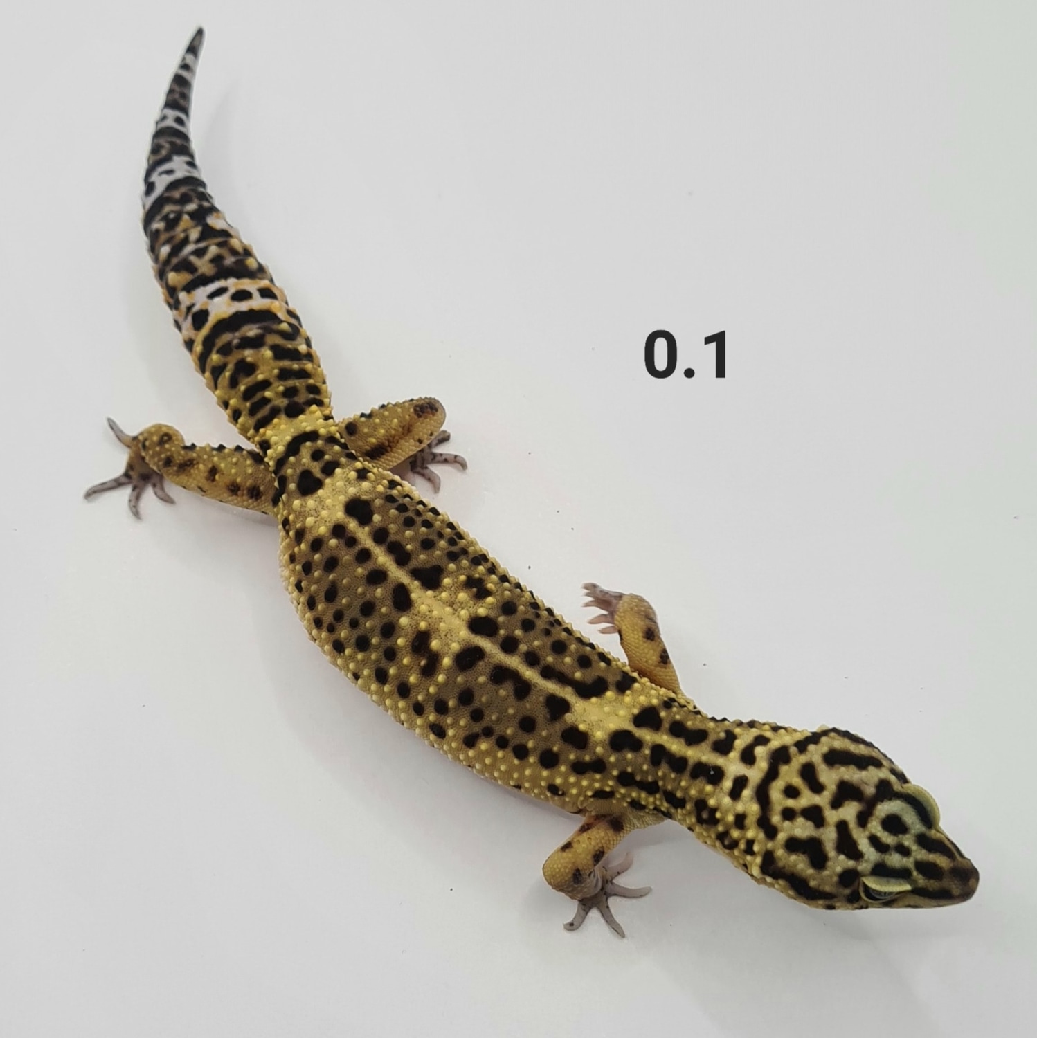 Black Night Mandarin Tangerine Leopard Gecko by CM Geckos - MorphMarket