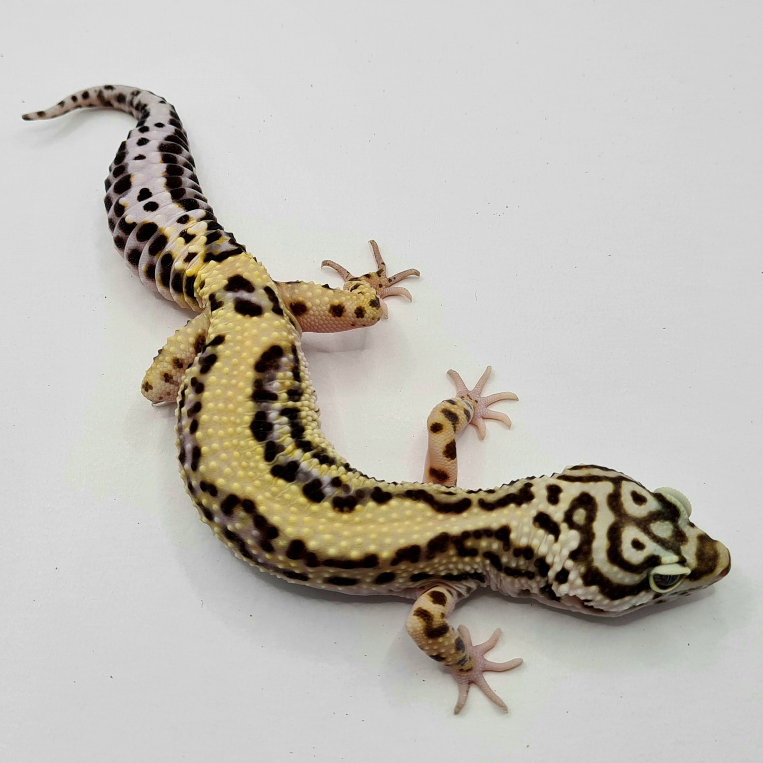 Firebold/halloween Mask Leopard Gecko by CM Geckos - MorphMarket