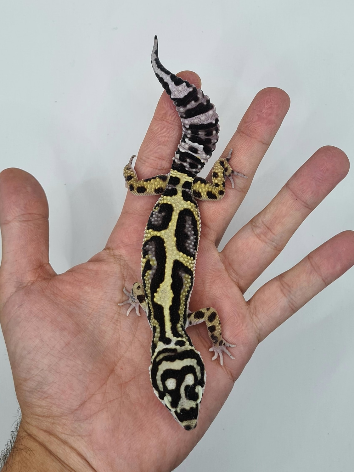 Bold Bandit Leopard Gecko by CM Geckos - MorphMarket