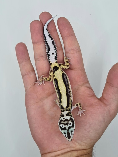 Bold Stripe Leopard Gecko by CM Geckos