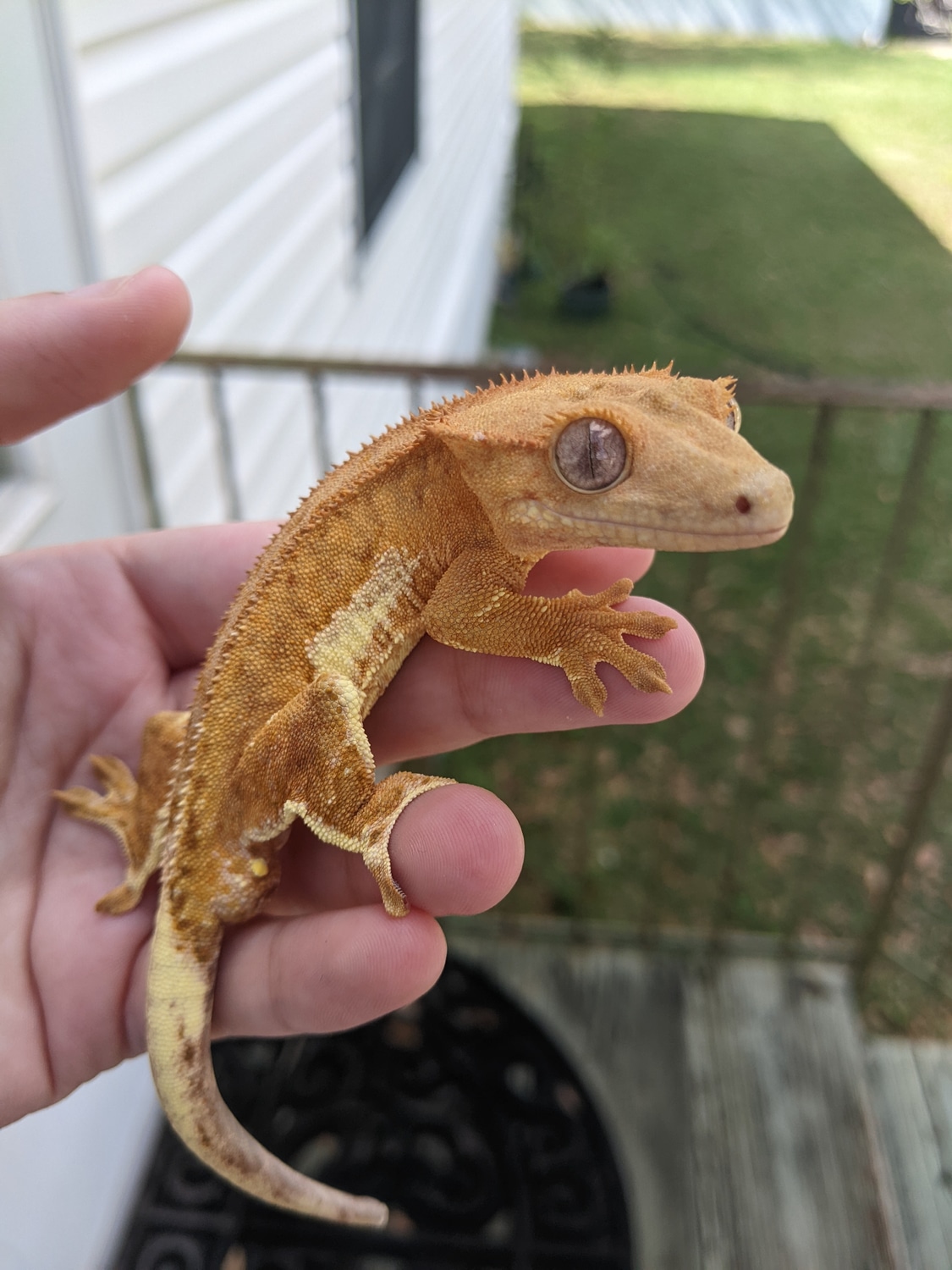 Phantom Tiger Lilly White Crested Gecko by Infinity Geckos - MorphMarket