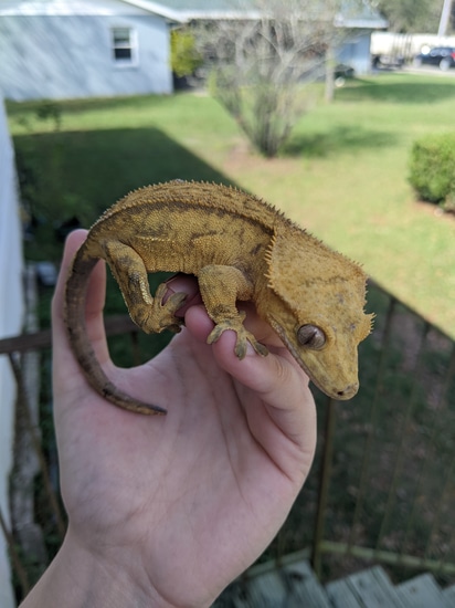 Female Phantom Pin Crested Gecko by Infinity Geckos