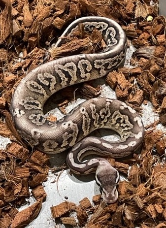 Black Pewter Het Axanthic (TSK) Ball Python by Hold My Balls, LLC