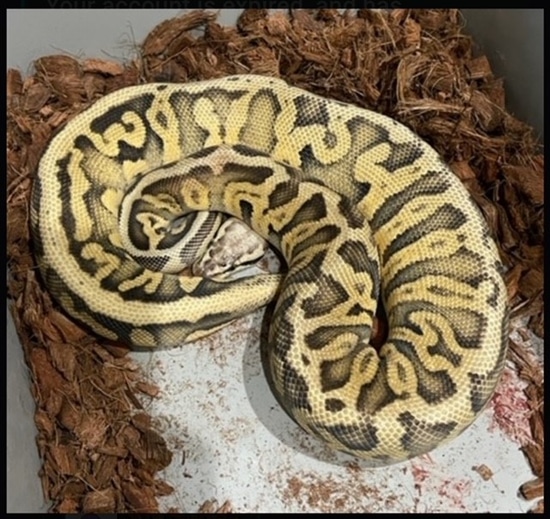 Super Pastel GHI Leopard Het Clown Ball Python by Hold My Balls, LLC