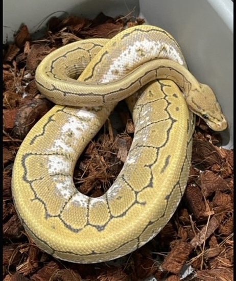 Calico Pinstripe Hypo Ball Python by Hold My Balls, LLC