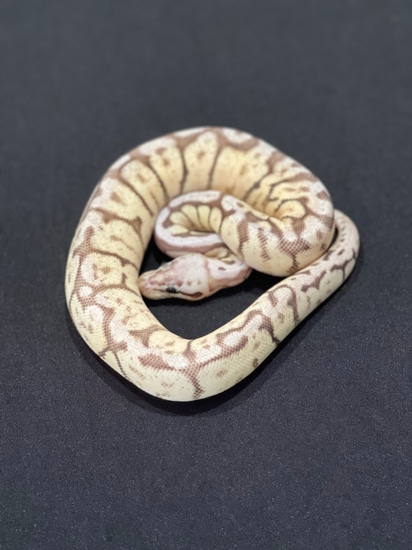 Black Widow Het Axanthic (TSK) Ball Python by Hold My Balls, LLC