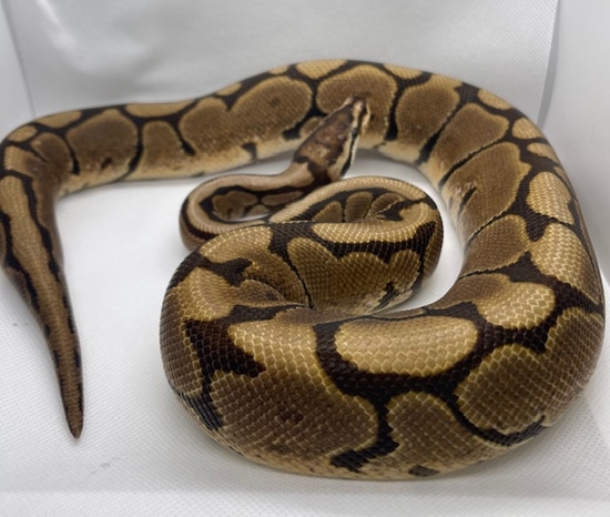 Black Pastel Spider Enchi Het Axanthic (TSK) Ball Python by Hold My Balls, LLC