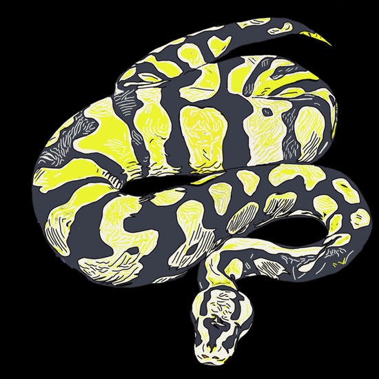 Ball Python Collection by Hold My Balls, LLC